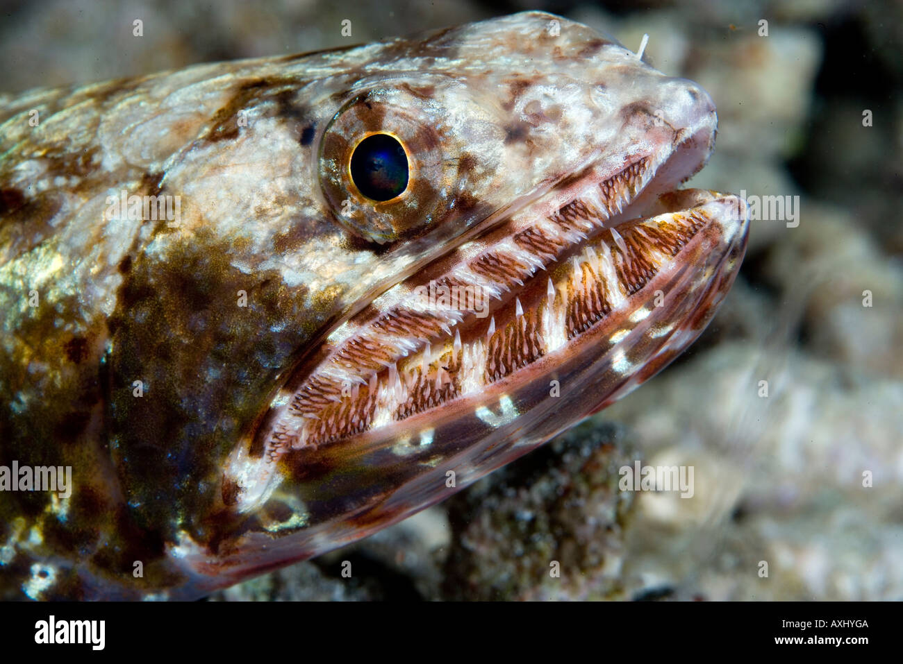 Synodus variegatus, hi-res stock photography and images - Alamy