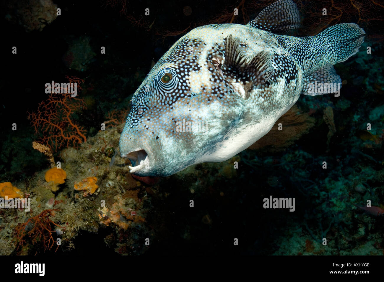 Pufferfish tetraodontidae hi-res stock photography and images - Alamy