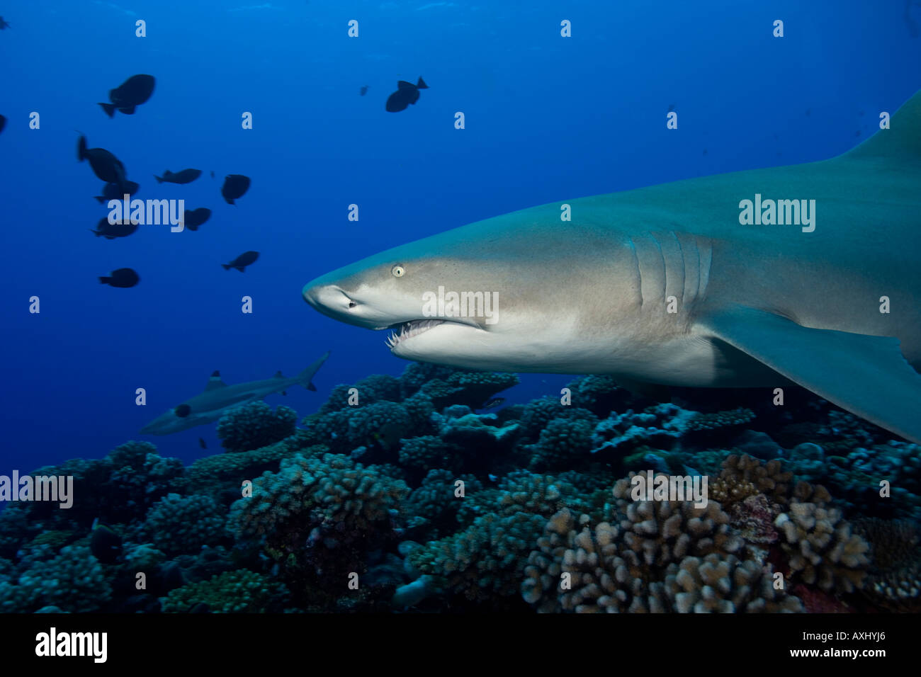 LEMON SHARK NEGAPRION BREVIROSTRIS WITH BLACKTIP REEF SHARK ...