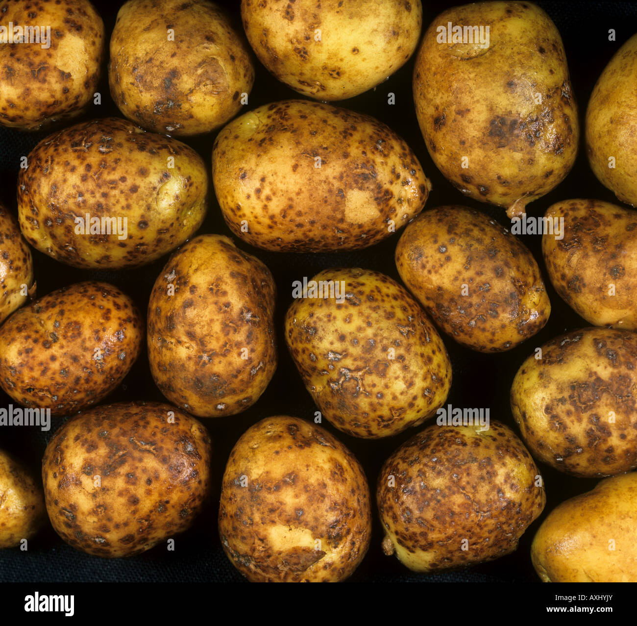Streptomyces Scabies POTATO SCAB Symptoms, Cause And Treatment