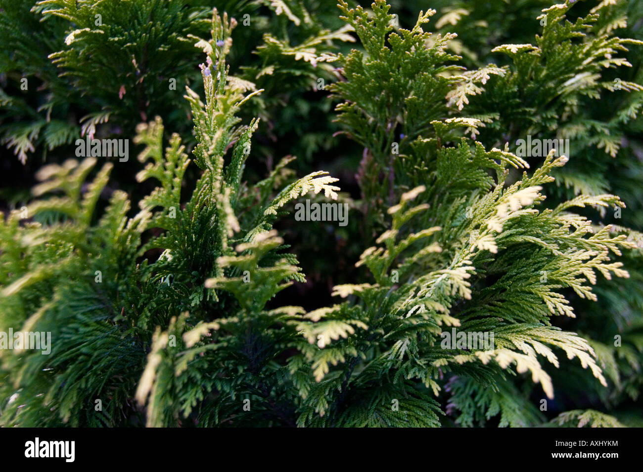 A fern tree Stock Photo - Alamy