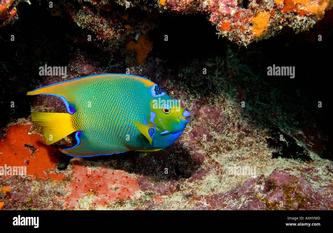 VIBRANTLY COLORED QUEEN ANGELFISH HOLOCANTHUS CILIARIS PICTURED HERE ON ...