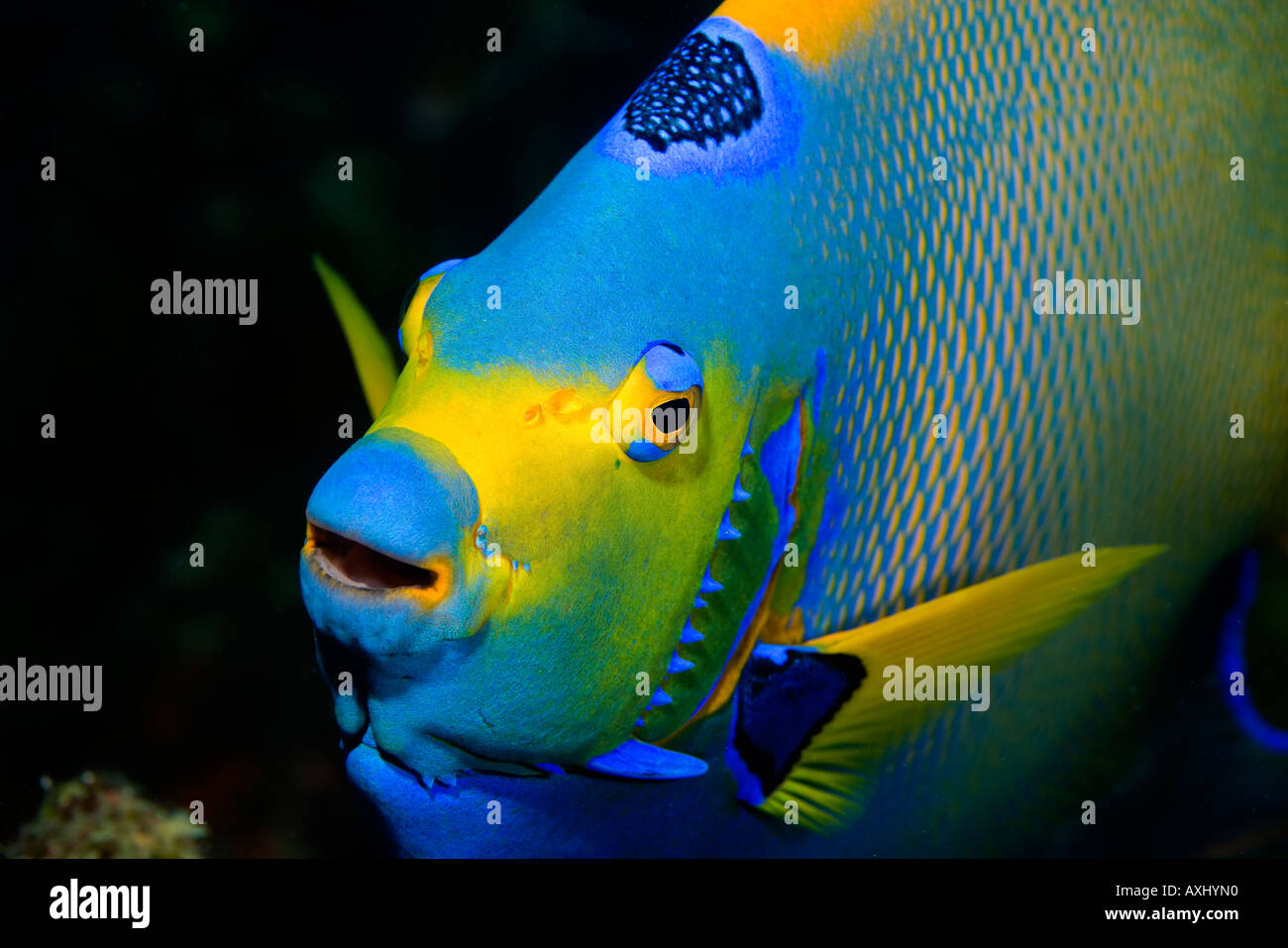 Queen angelfish holocanthus ciliaris hi-res stock photography and ...