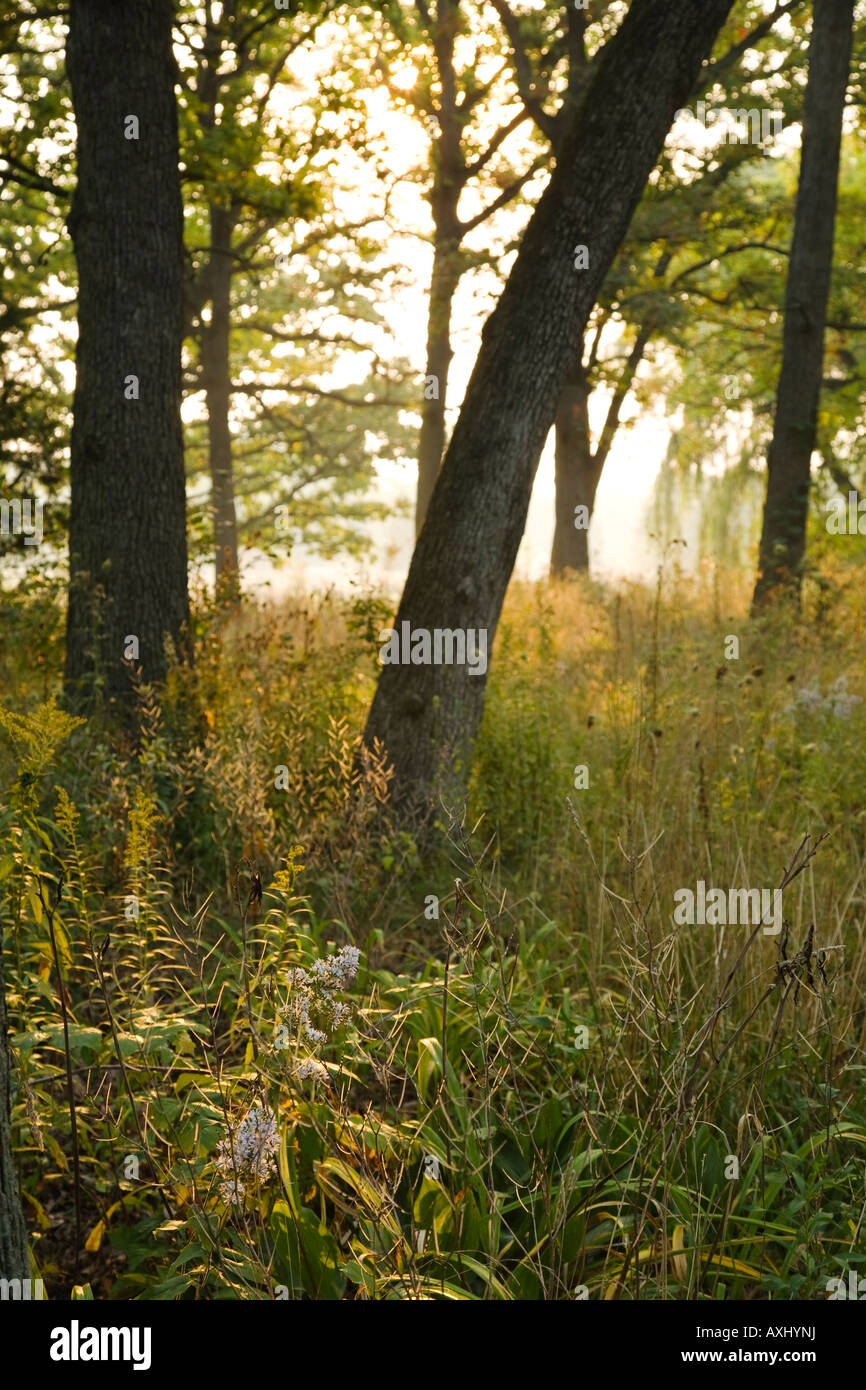 Illinois Wildflowers High Resolution Stock Photography and Images - Alamy