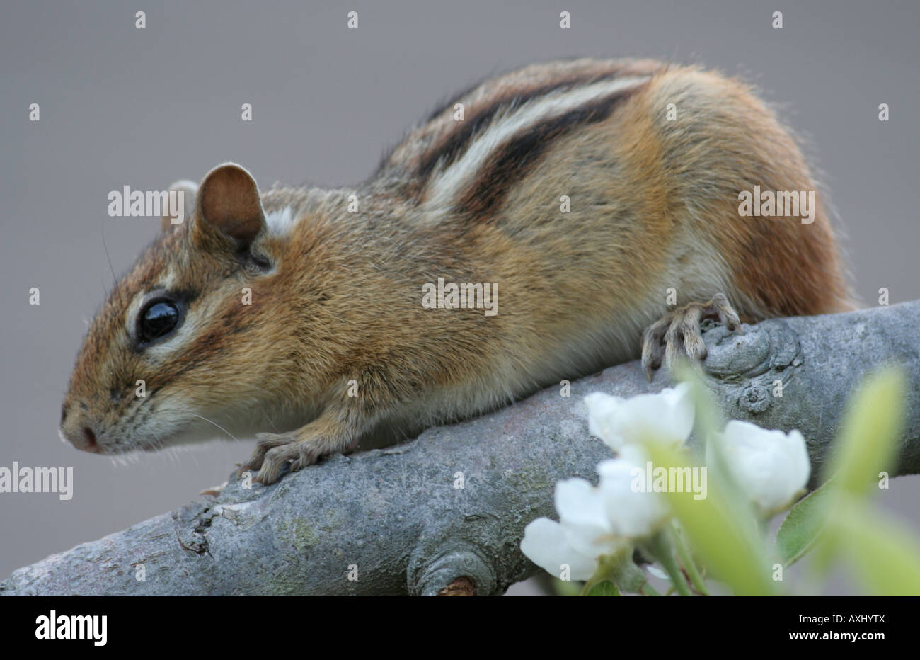 Eastern chipmunk, Tamias striatus Stock Photo - Alamy