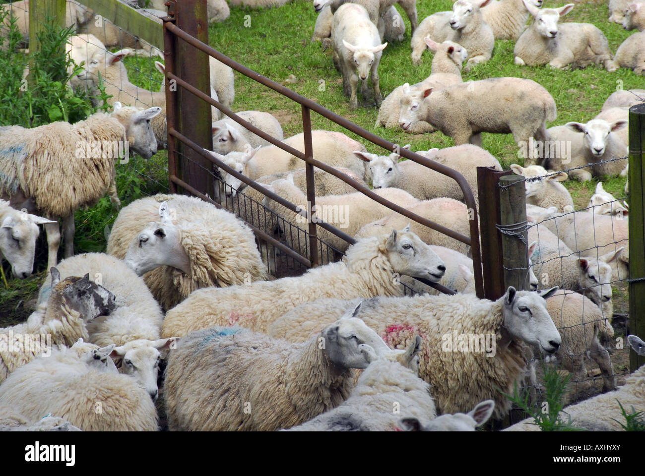 Sheep farm gate hi-res stock photography and images - Alamy