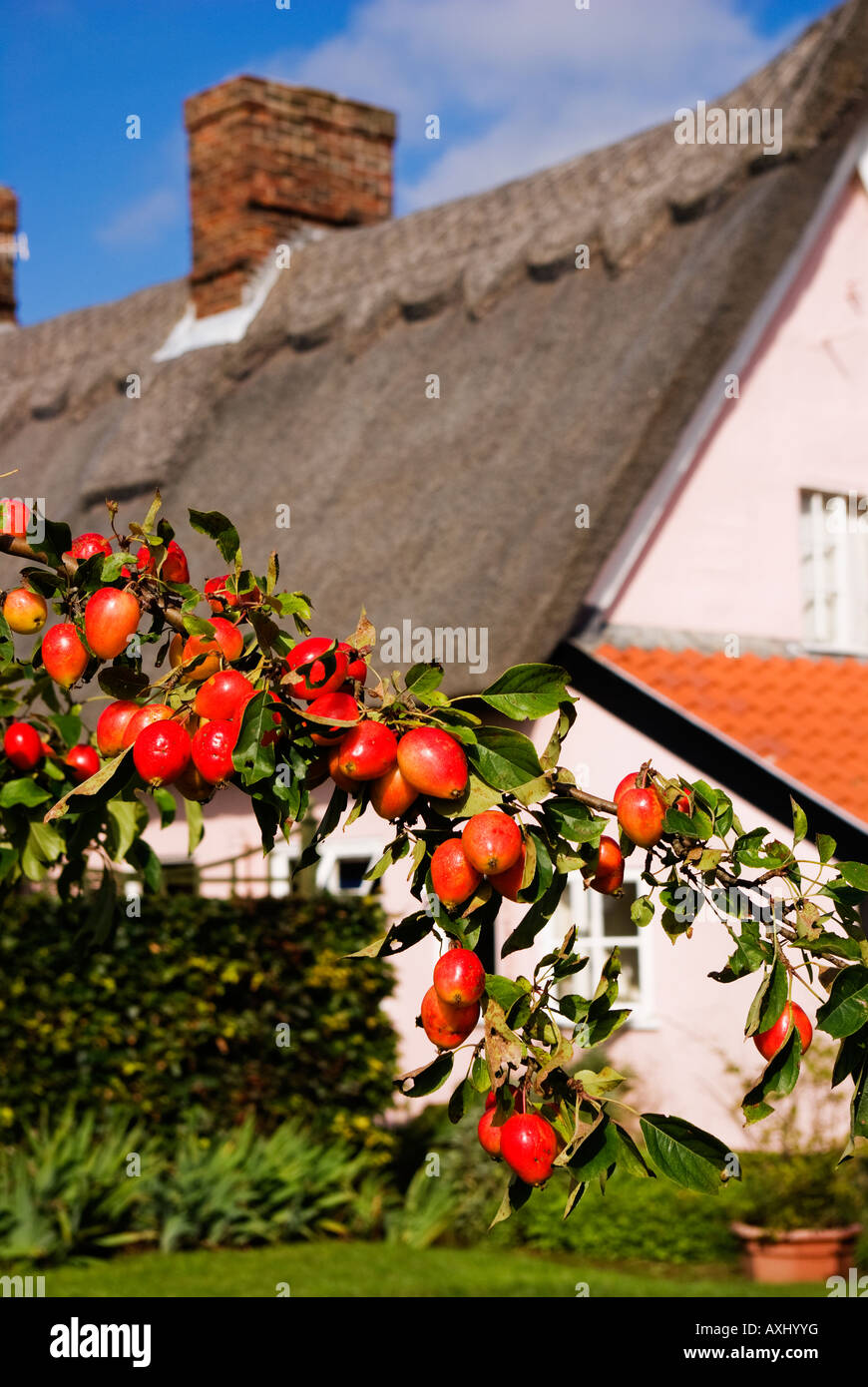 perfect summer thatched house english countryside Stock Photo - Alamy