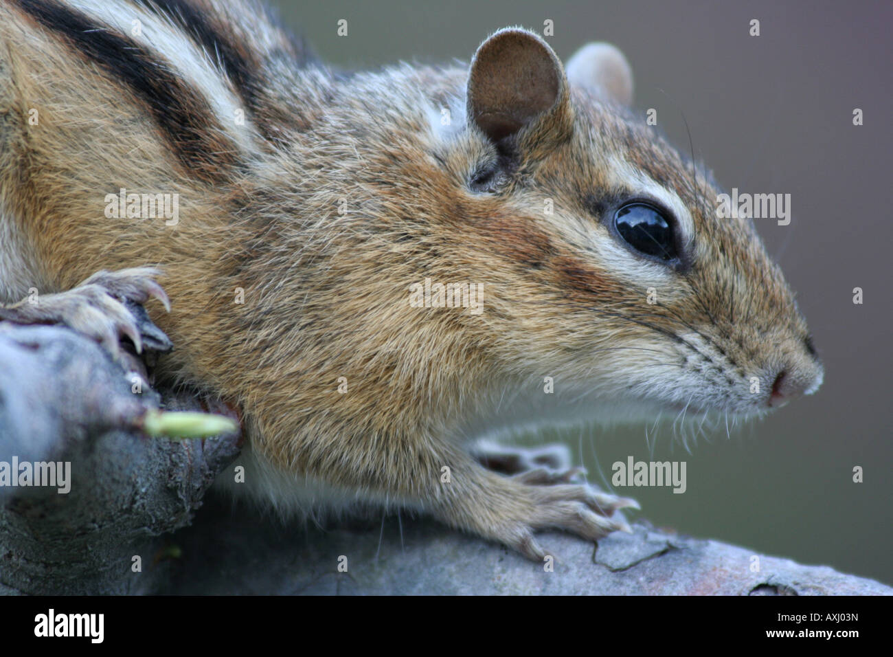 Head of an Eastern chipmunk, Tamias striatus Stock Photo - Alamy