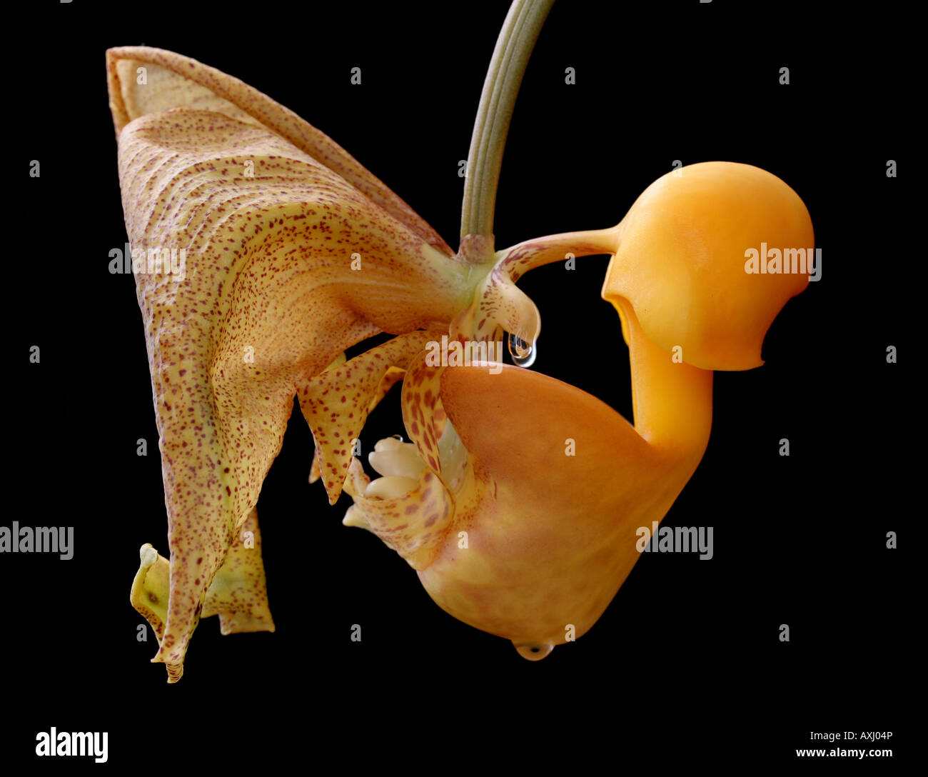 Coryanthes speciosa hi-res stock photography and images - Alamy