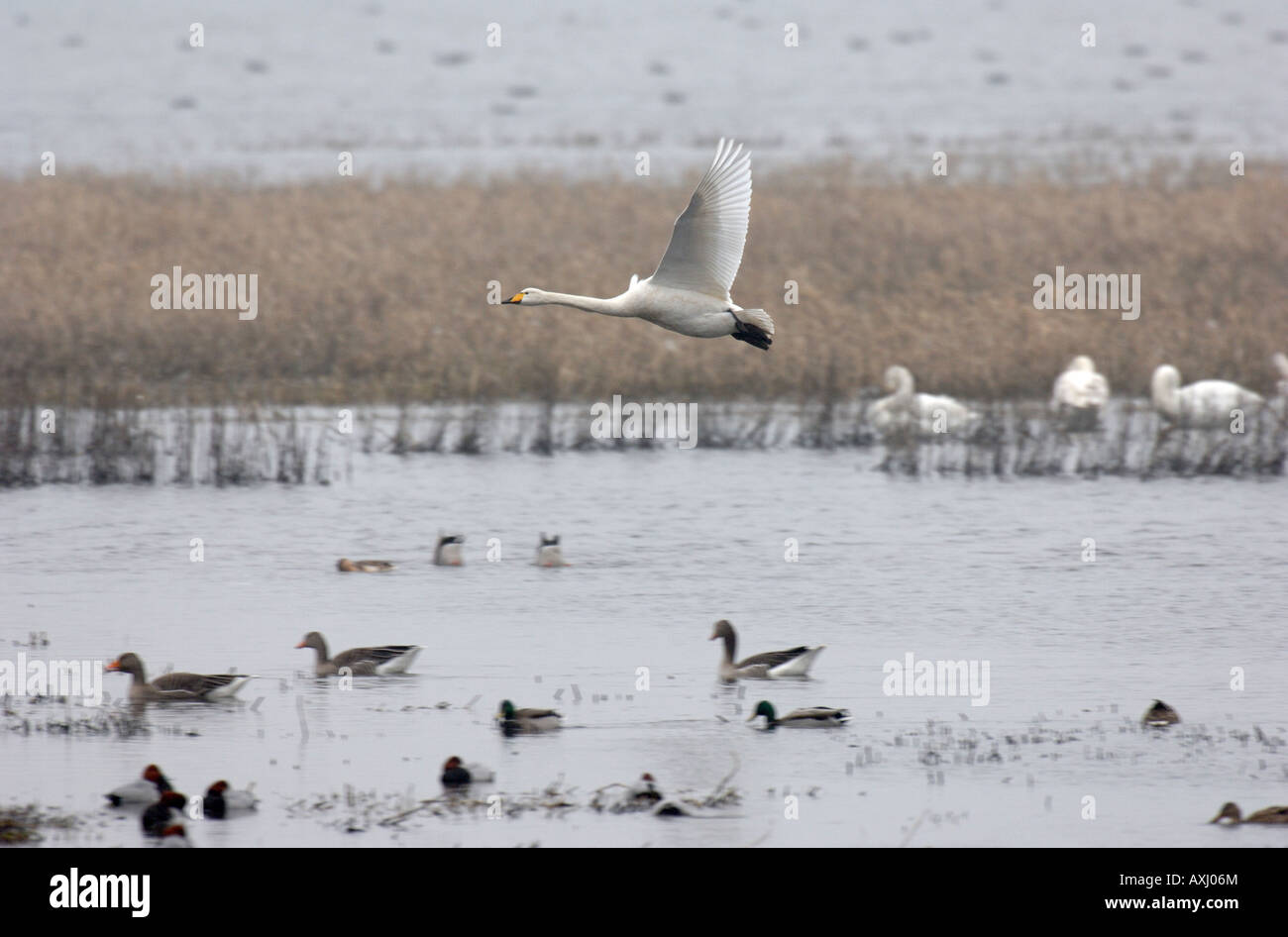 whooper swan in flight at Welney WWT Norfolk UK Stock Photo - Alamy