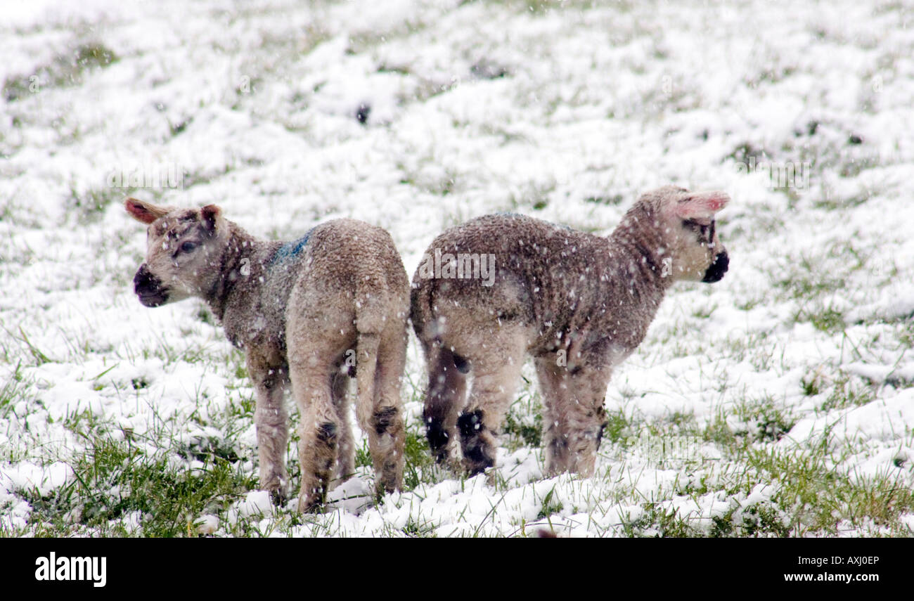 Spring lamb snow hi-res stock photography and images - Alamy