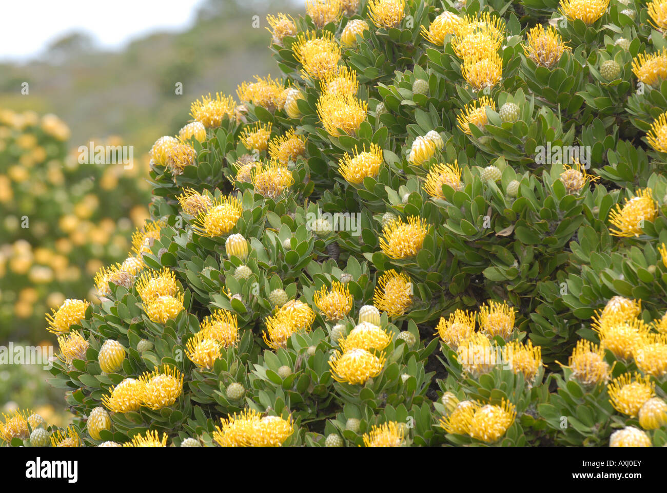 Yellow Protea at Cape of Good Hope close to Cape Town, South Africa ...
