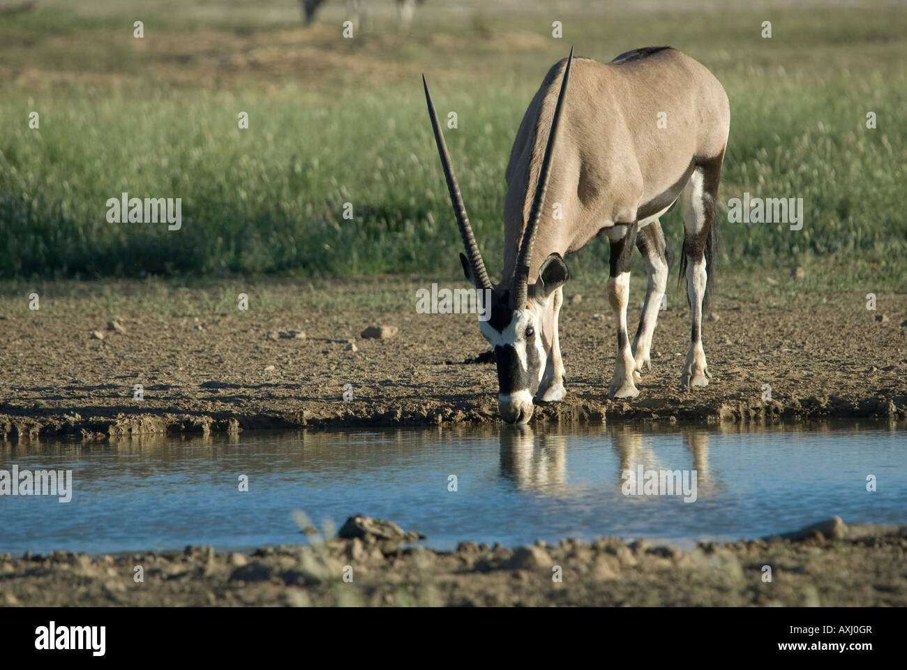 A lone gemsbok stands drinking at a waterhole in the Kalahari Stock ...
