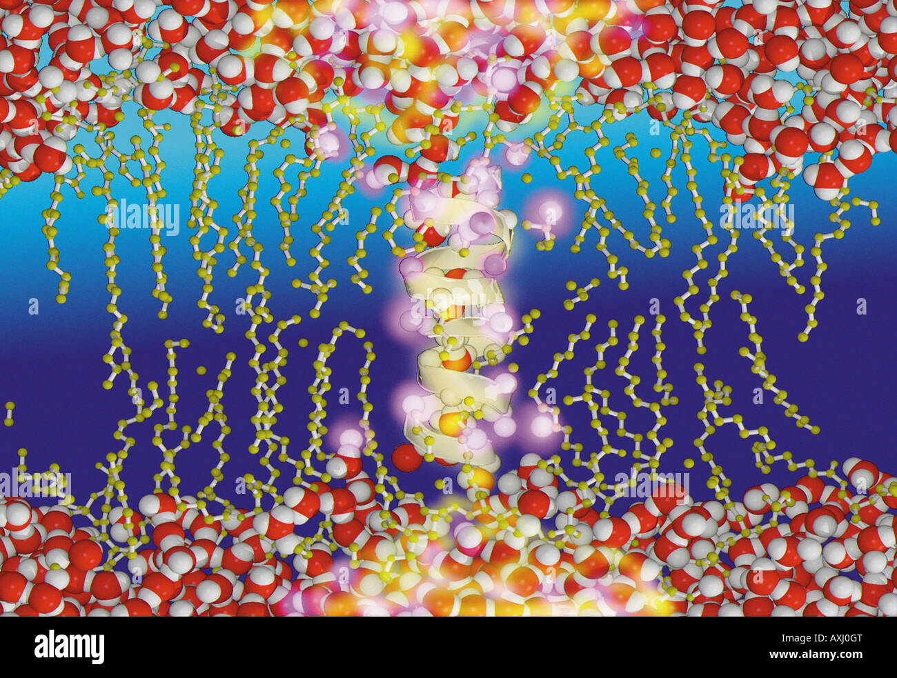 medicine drug acting on human double layered cell membrane Stock Photo ...