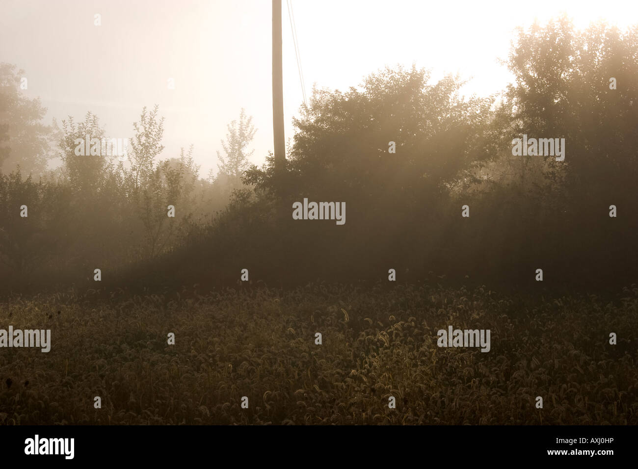 Blindingly Lit, Dark Glade Stock Photo - Alamy