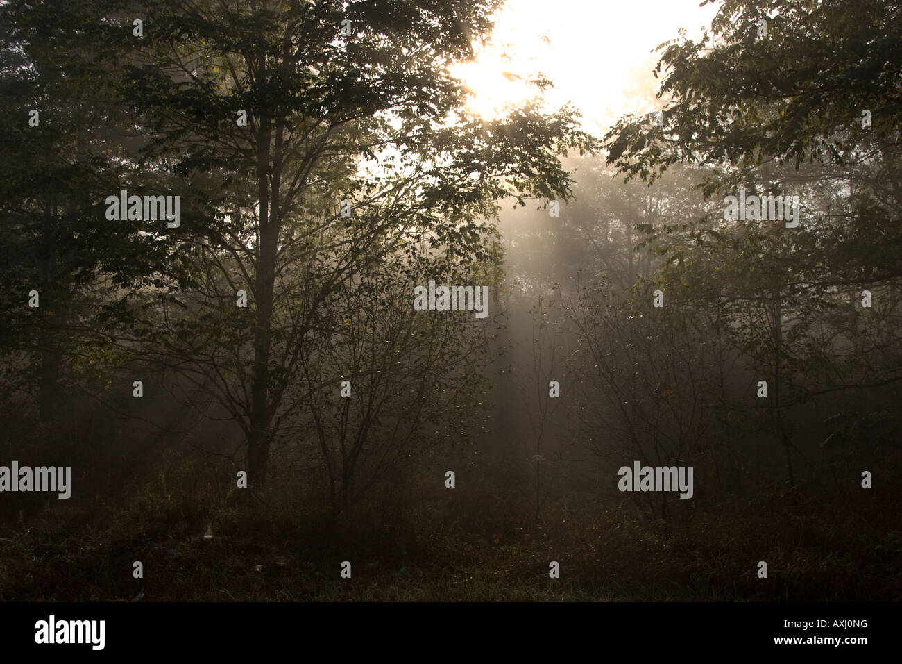 Blindingly Lit, Dark Thicket Stock Photo - Alamy