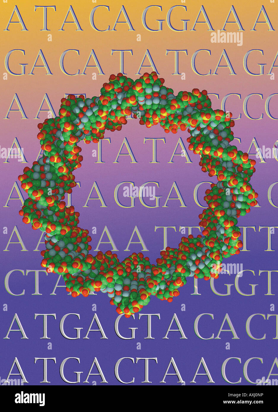 Circular dna molecule hi-res stock photography and images - Alamy