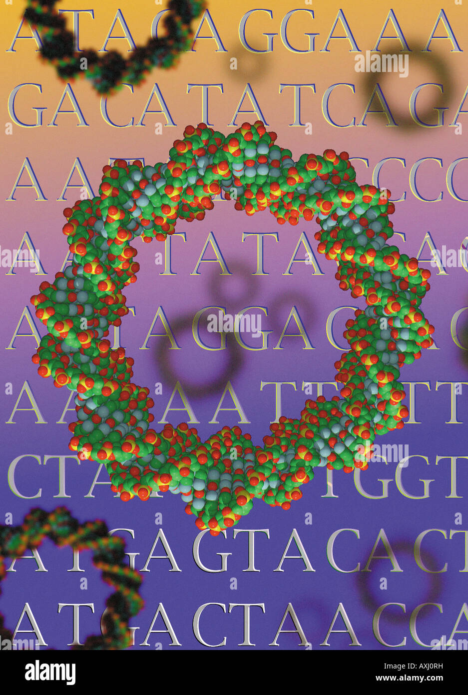 Circular dna plasmid used in hi-res stock photography and images - Alamy