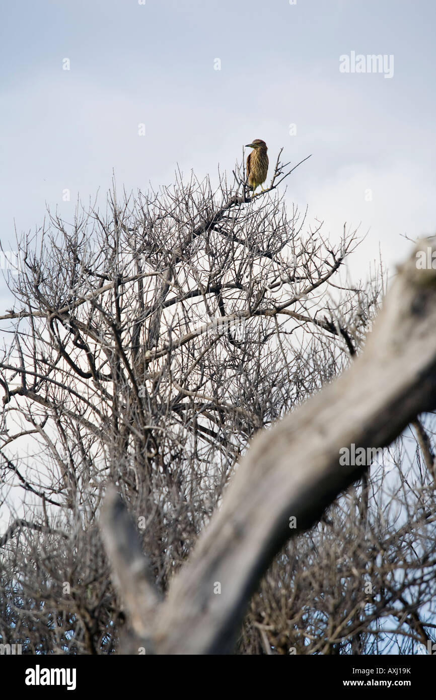 A large bird on a tree branch on the island of Hawaii Stock Photo - Alamy