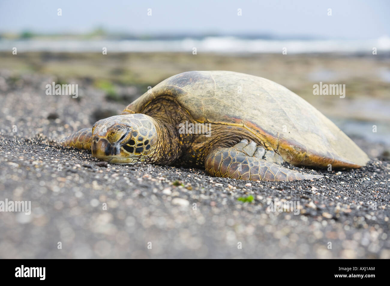 A Sea Turtle on a beach near Kona Hawaii Stock Photo - Alamy