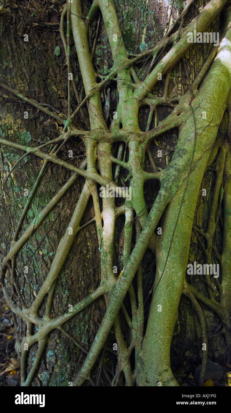 Roots of one tree wrapped around the trunk of a larger tree in Hawaii ...