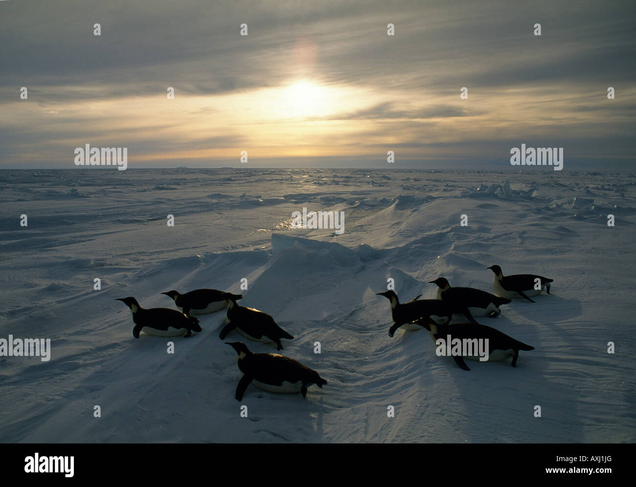 Emperor Penguins (Aptenodytes forsteri) Tobogganing on snow / sea ice ...
