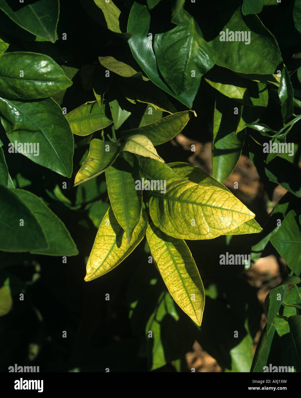 Interveinal chlorosis caused by iron deficiency in orange leaves Spain ...