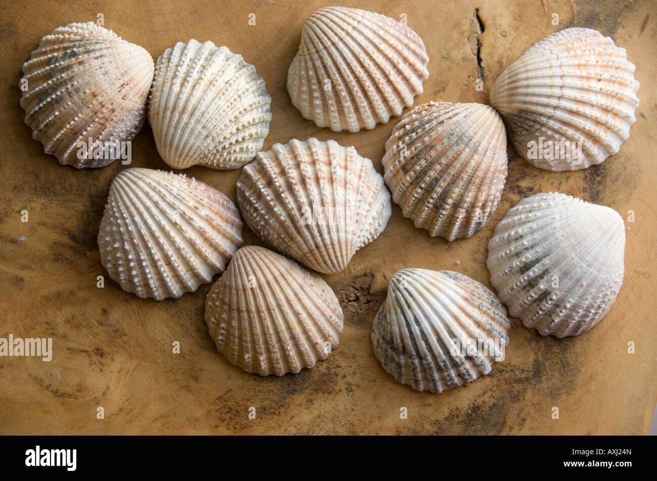 Set of 10 ten sea shells arranged on wooden table top (Cerastoderma ...