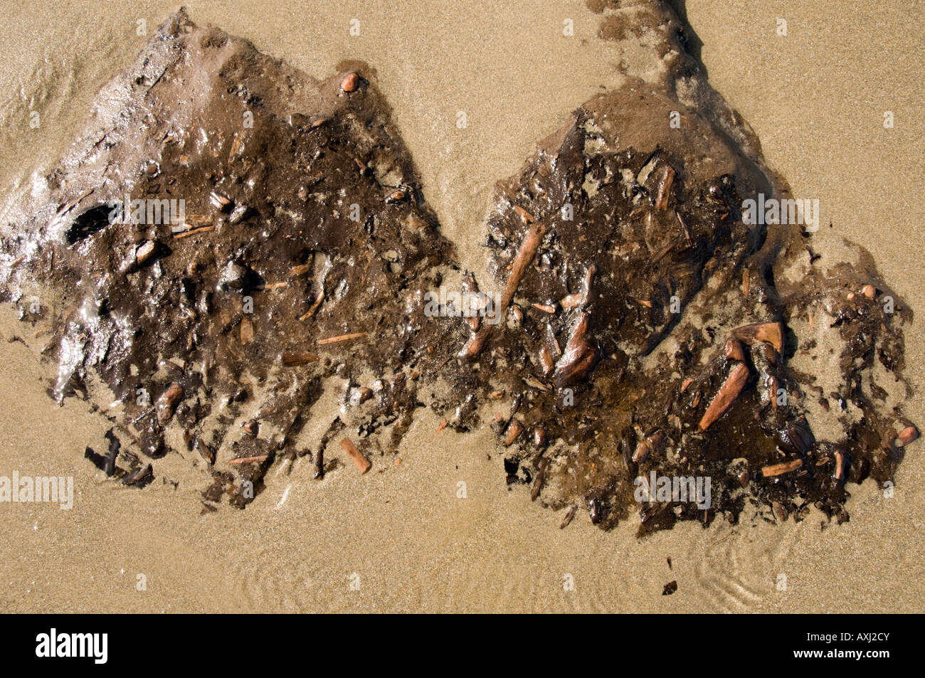 Prehistoric forest wales hi-res stock photography and images - Alamy