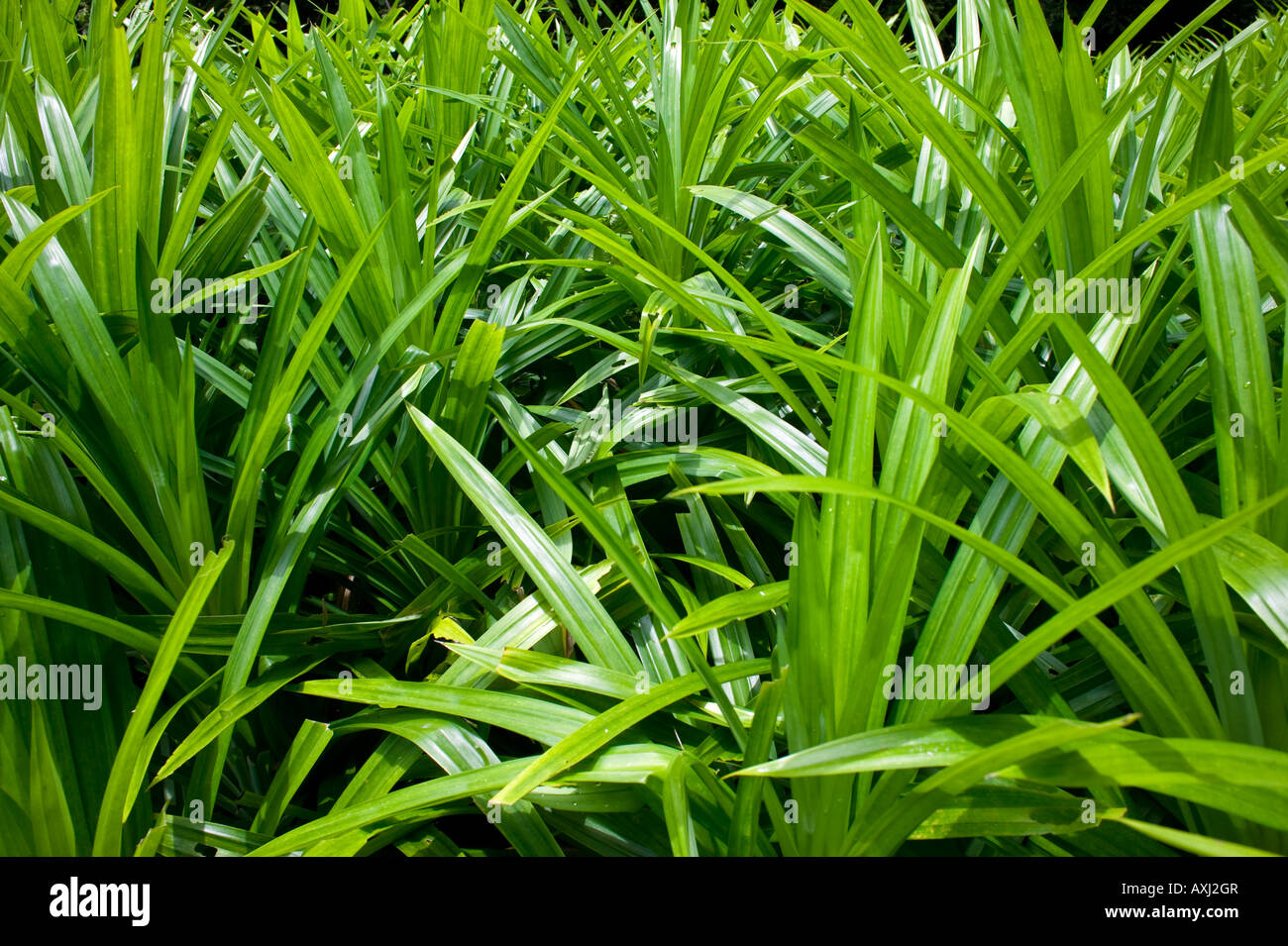 Pandan Stock Photo - Alamy