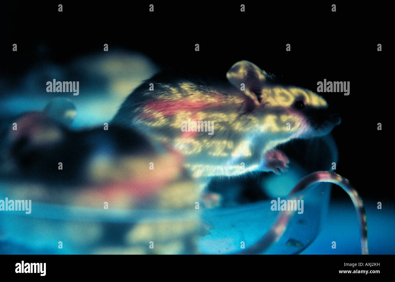 gene modified mouse in laboratory GMO Stock Photo - Alamy