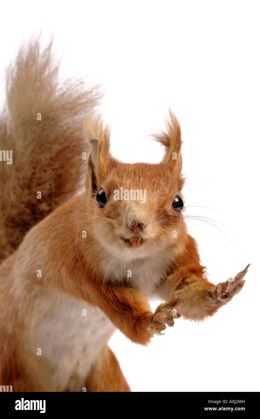 Taxidermy red squirrel Stock Photo - Alamy