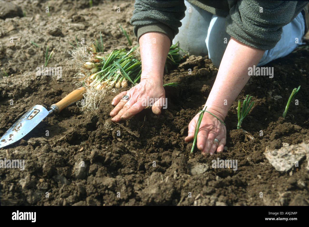 ILLINOIS Richmond Woman hands planting onions soil trowel organic ...