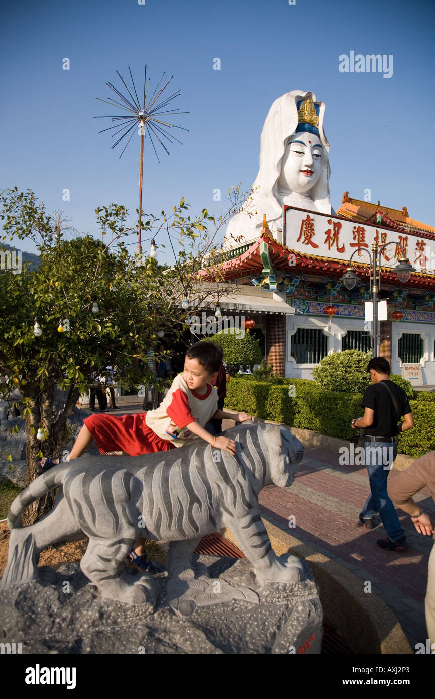 Tiger of malaya hi-res stock photography and images - Alamy