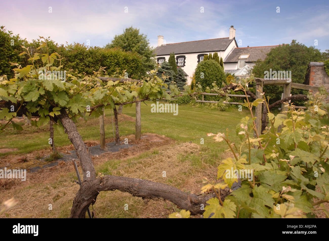 Uk vineyard house hi-res stock photography and images - Alamy
