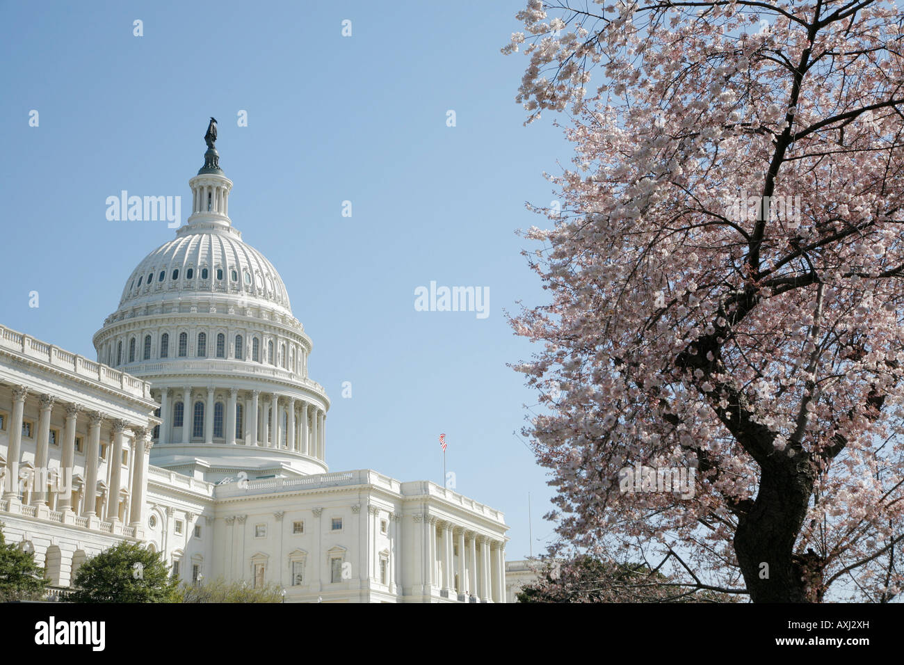 Capitol Building, Cherry Blossoms, Washington DC, USA Stock Photo - Alamy