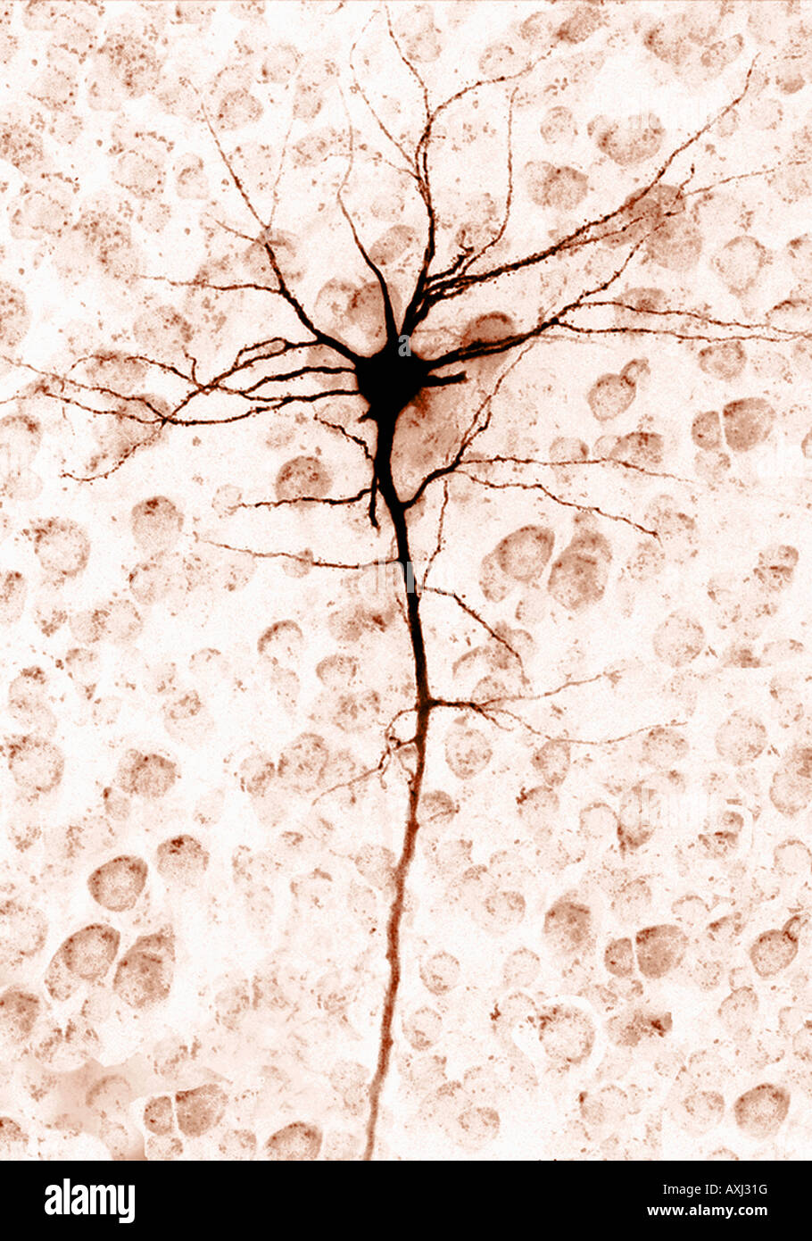 a single brain cell neuron Stock Photo - Alamy
