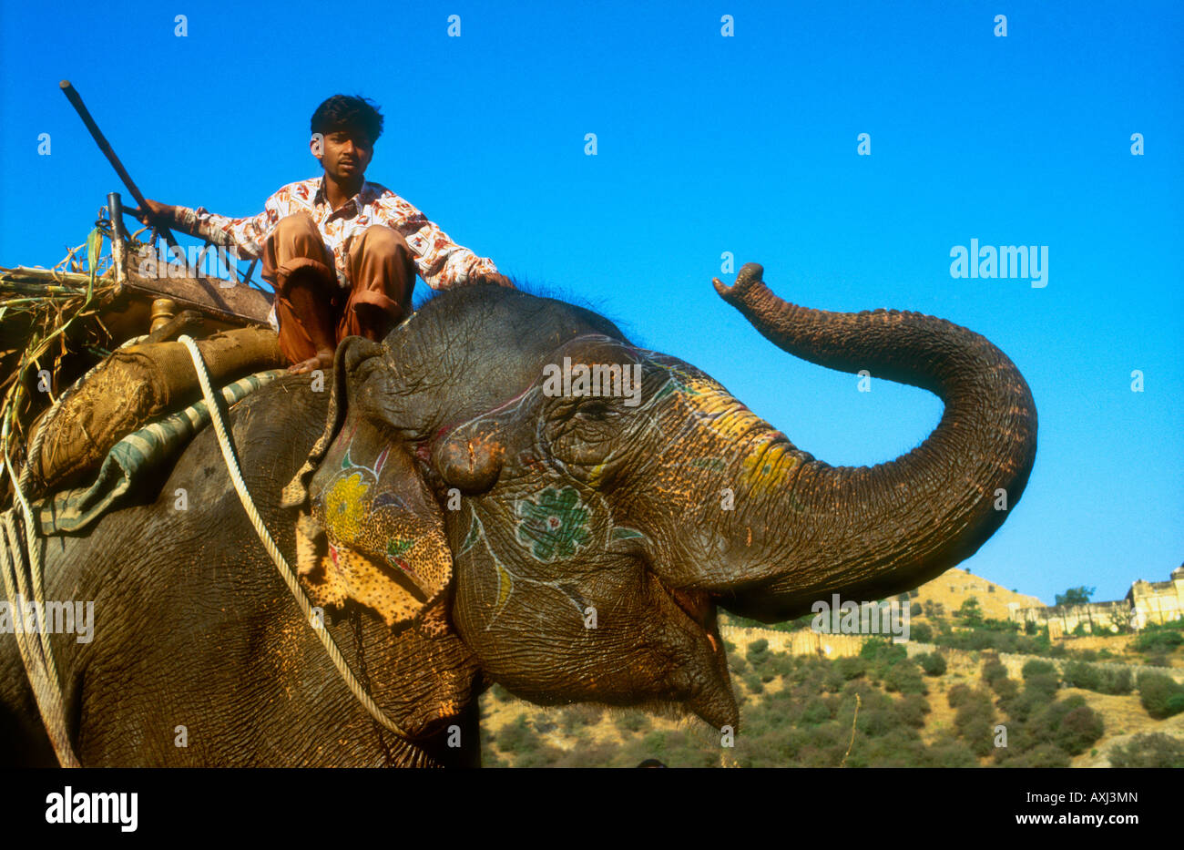 Indian man sitting on elephant hi-res stock photography and images - Alamy