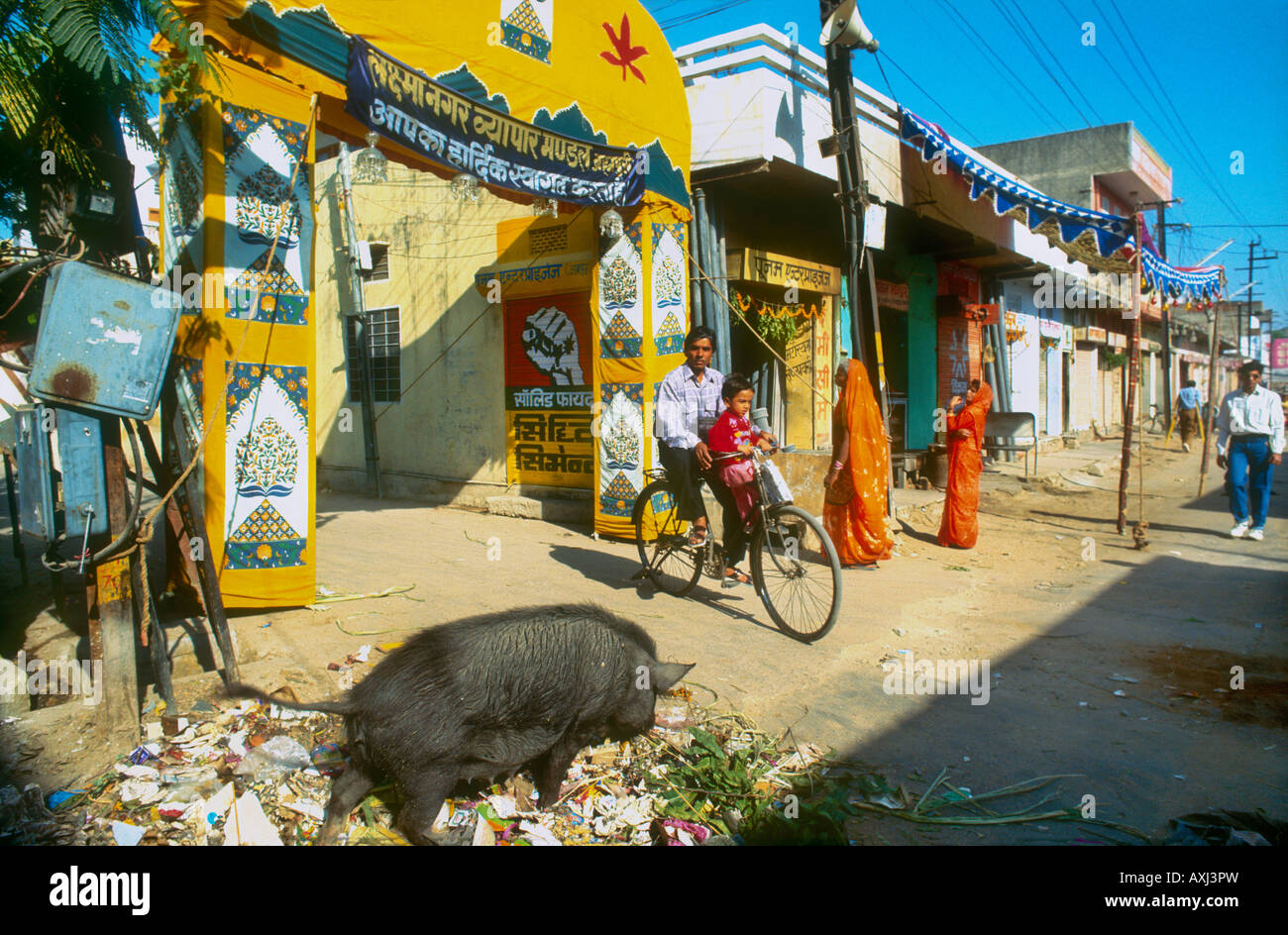 Indian street life in a shabby dirty street of Jaipur with a pig ...
