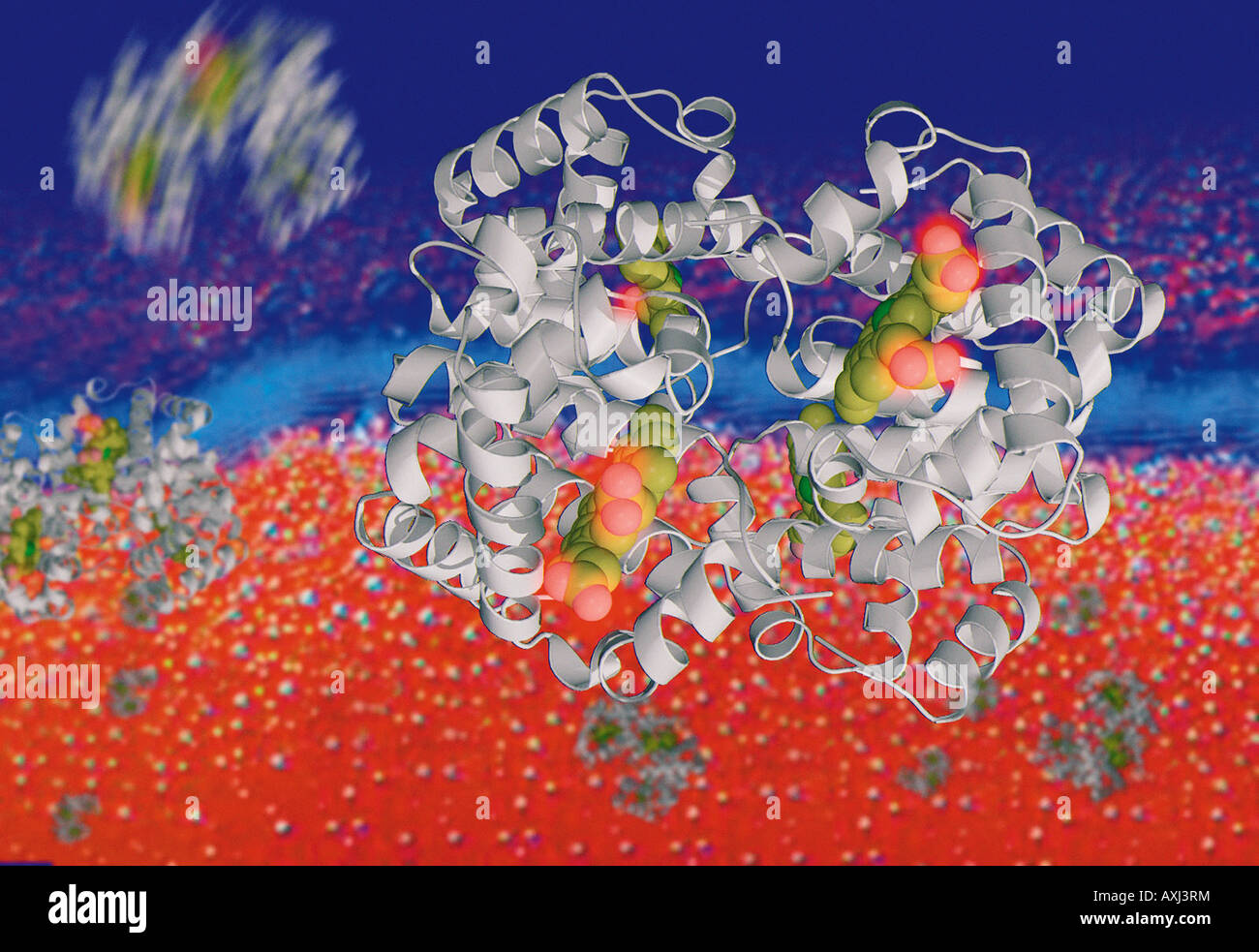 hemoglobin molecules carrying oxygen Stock Photo - Alamy