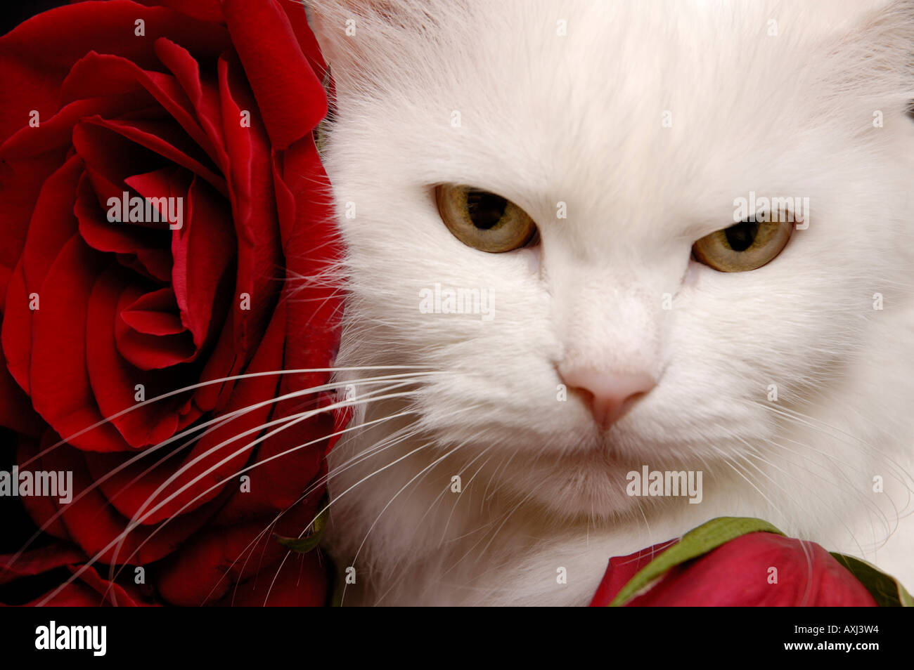 White cat with red roses Stock Photo - Alamy