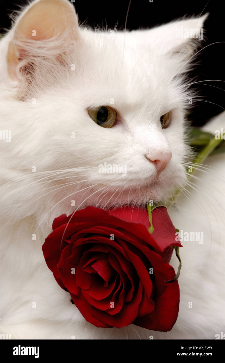 White cat with red roses Stock Photo - Alamy