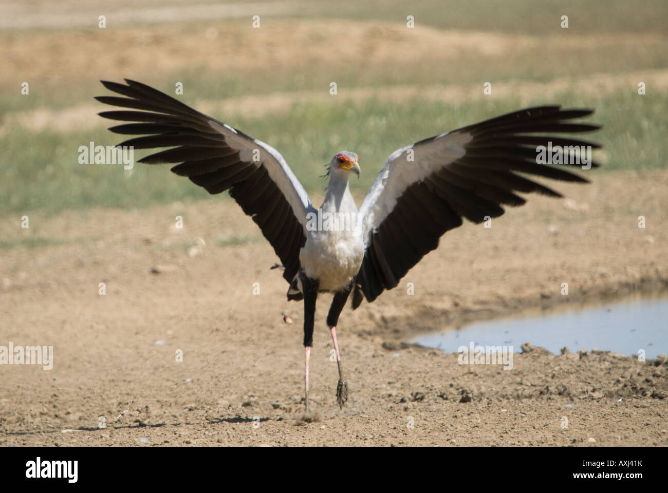 A secretary bird running with wings spread Stock Photo - Alamy