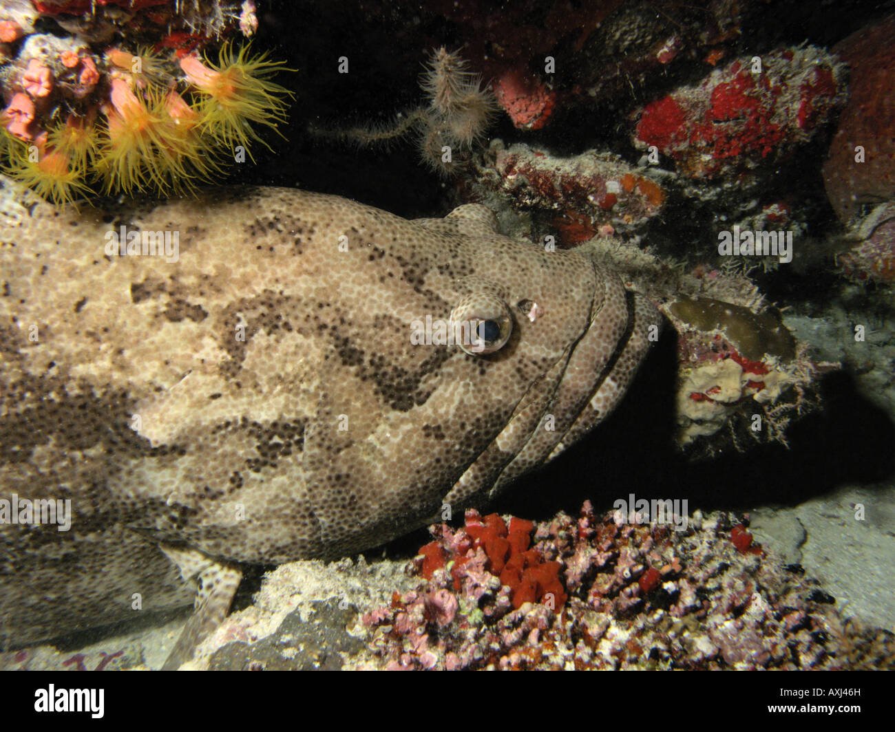 Grouper in maldives hi-res stock photography and images - Alamy