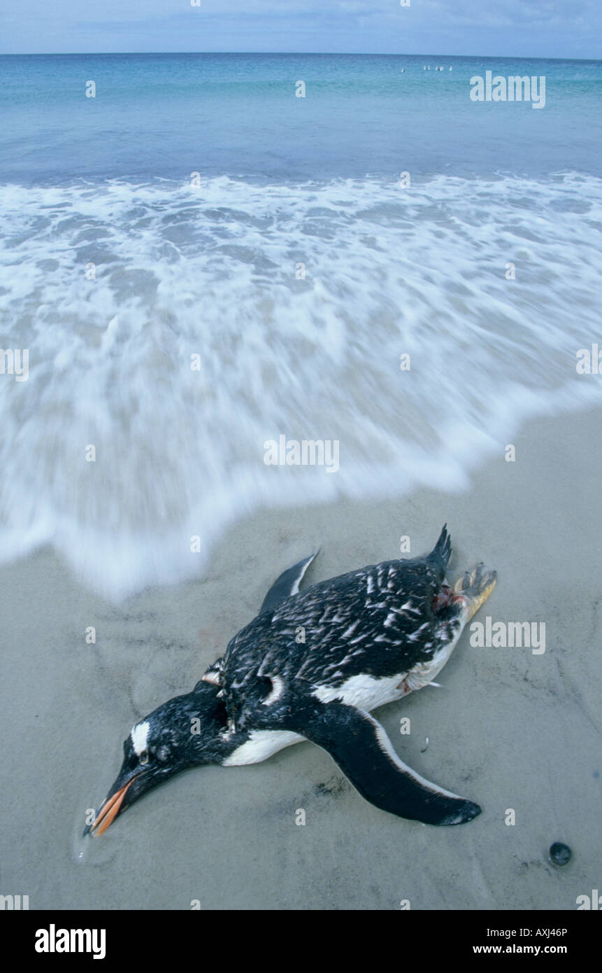 Penguin dead death falklands hi-res stock photography and images - Alamy
