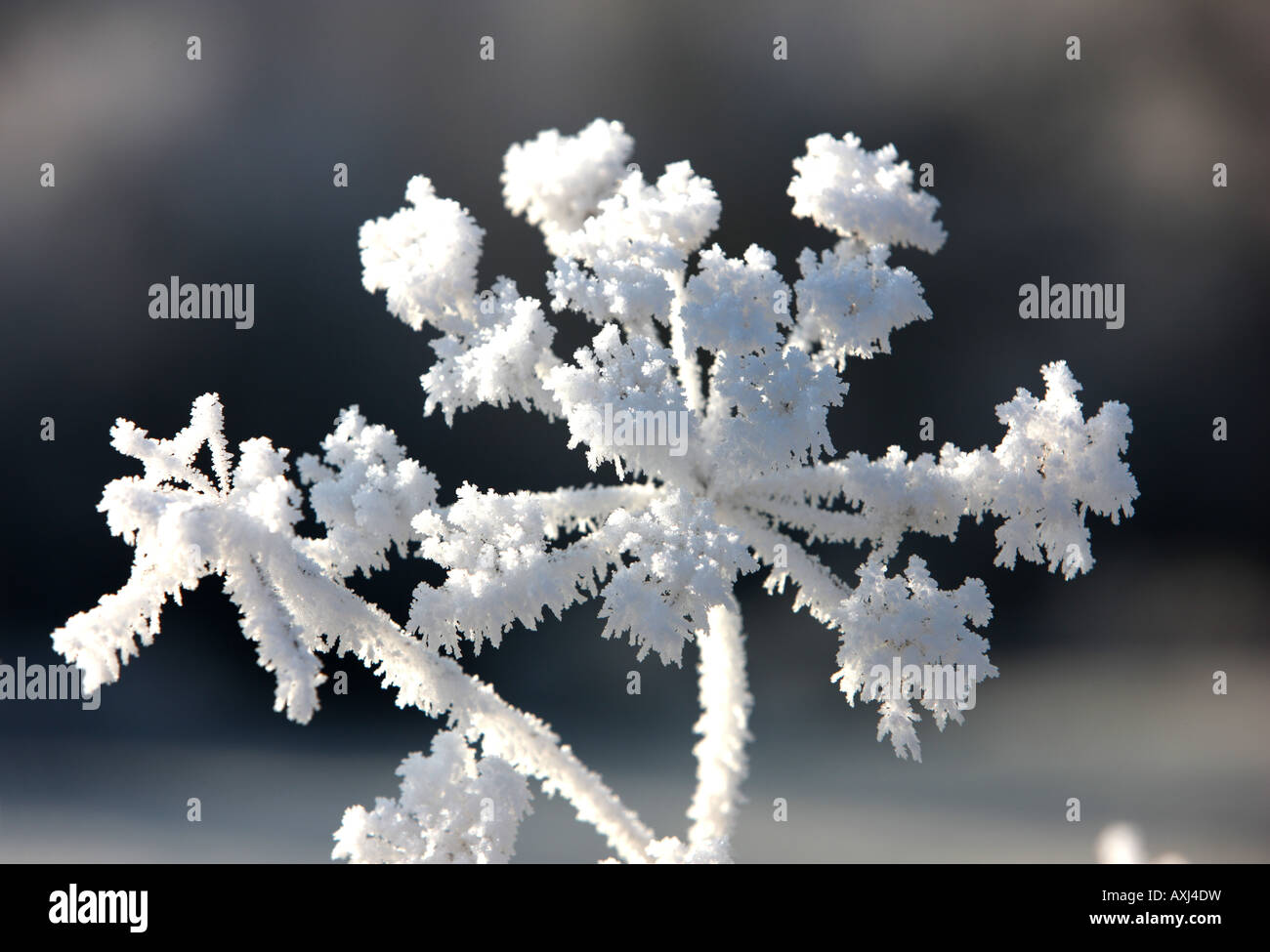 Frost structure hi-res stock photography and images - Alamy
