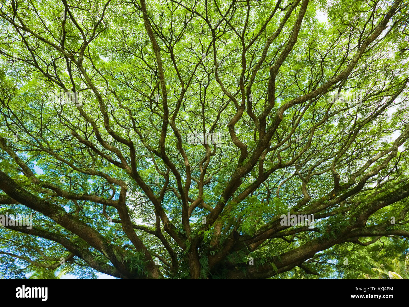 A Monkey Pod Tree in Hilo Hawai'i Stock Photo - Alamy