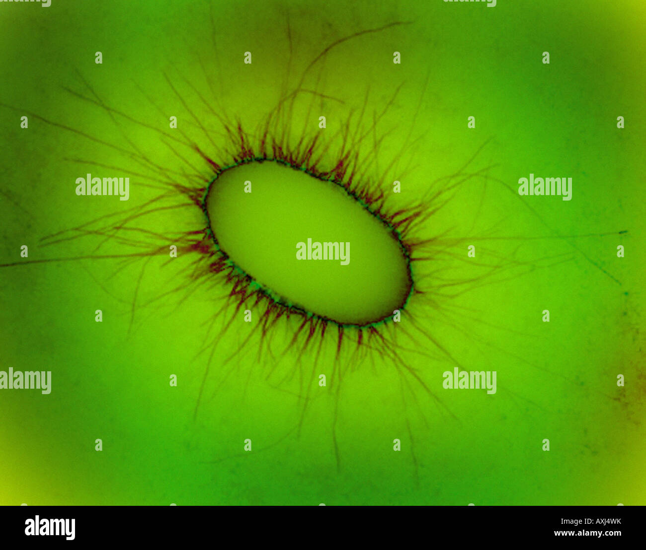 E coli bacteria Stock Photo - Alamy