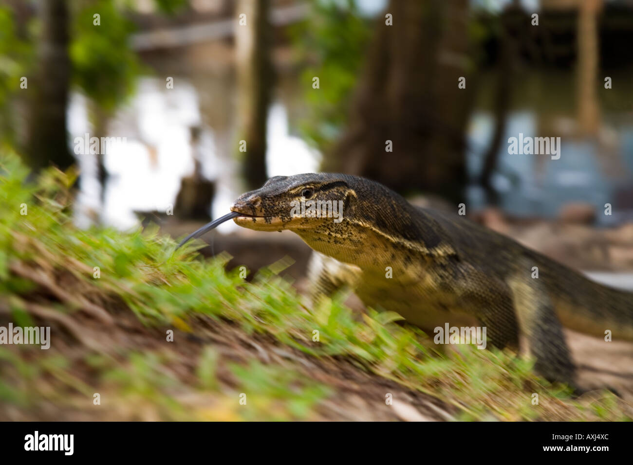 Monitor Lizard on Tioman Island, Malaysia Stock Photo - Alamy