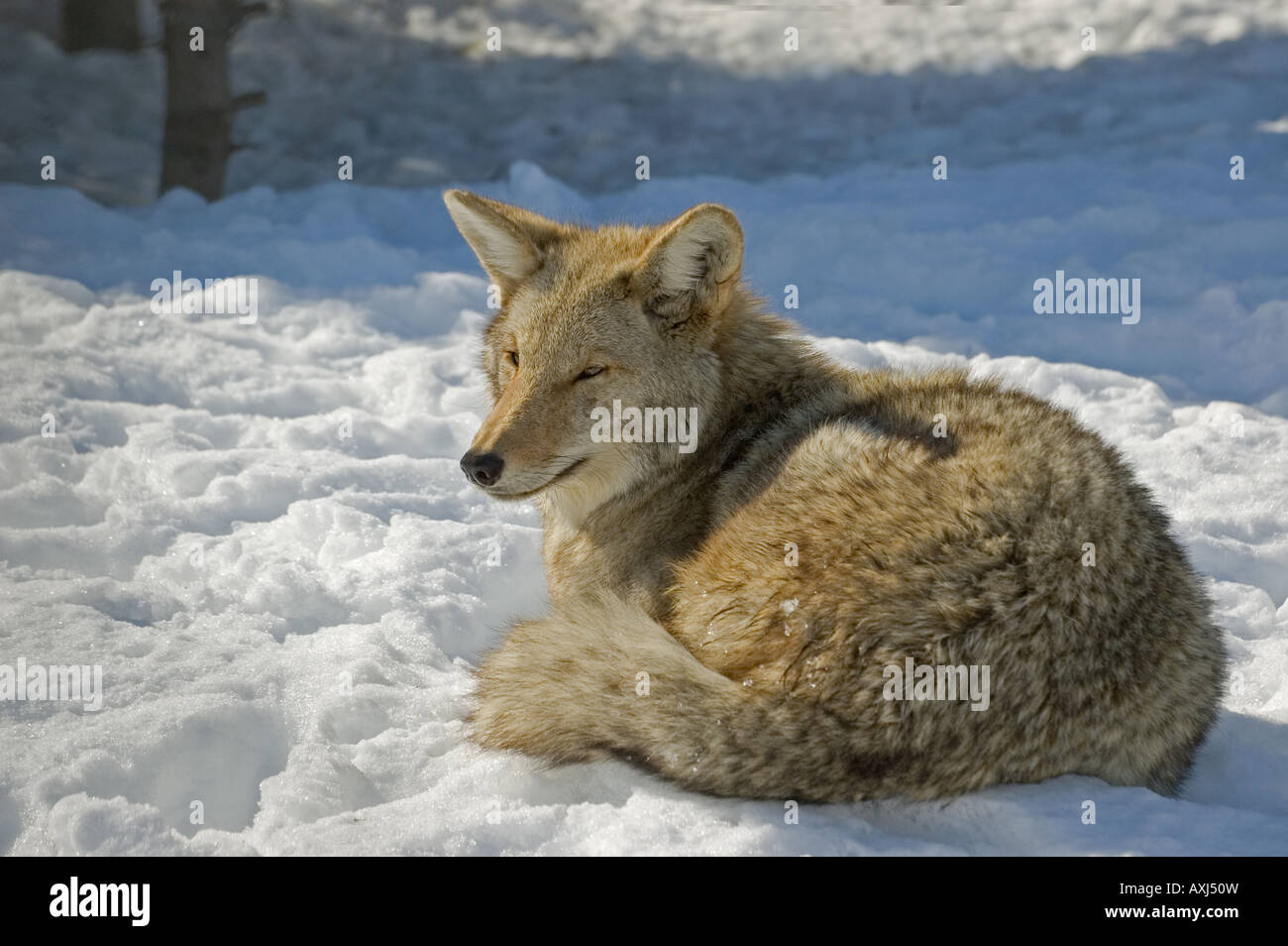 A Resting Coyote Stock Photo - Alamy